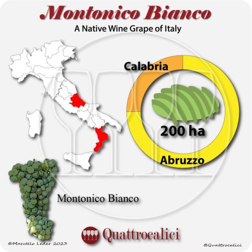 Montonico bianco - Quattrocalici - Italian Wine Grapes