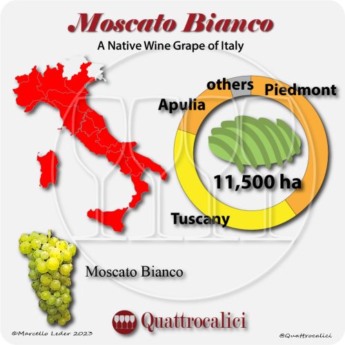 Moscato bianco - Quattrocalici - Italian Wine Grapes