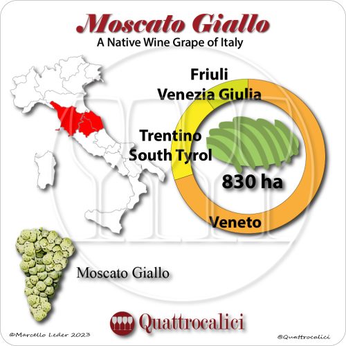 Moscato giallo - Quattrocalici - Italian Wine Grapes