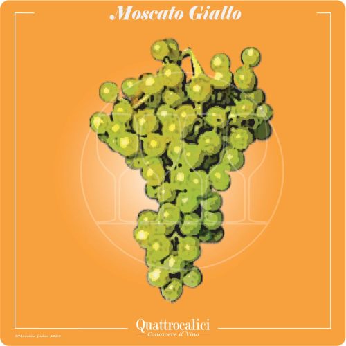 Moscato giallo - Quattrocalici - Italian Wine Grapes