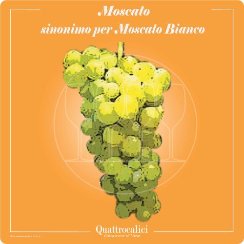Moscato - Quattrocalici - Italian Wine Grapes