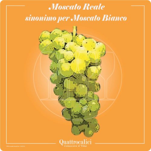 Moscato reale - Quattrocalici - Italian Wine Grapes