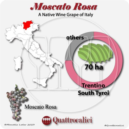 Moscato rosa - Quattrocalici - Italian Wine Grapes