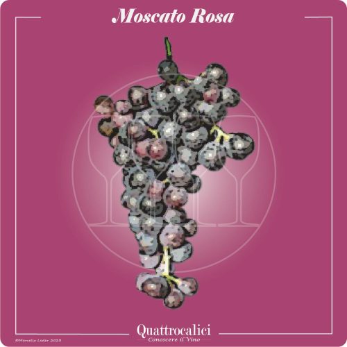 Moscato rosa - Quattrocalici - Italian Wine Grapes