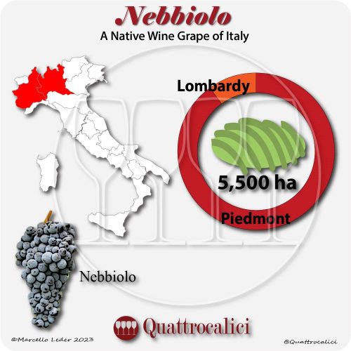 Nebbiolo - Quattrocalici - Italian Wine Grapes
