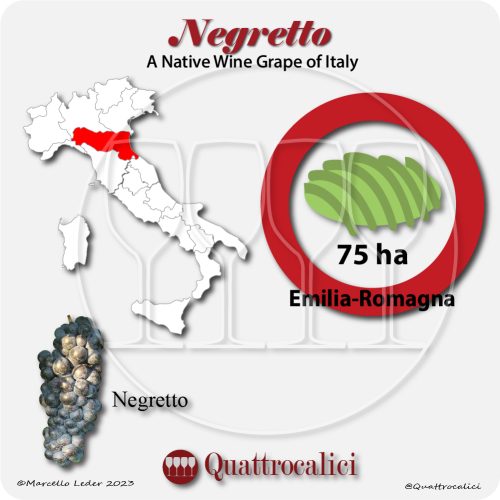 Negretto - Quattrocalici - Italian Wine Grapes