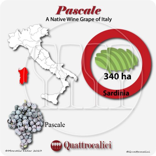 Pascale - Quattrocalici - Italian Wine Grapes
