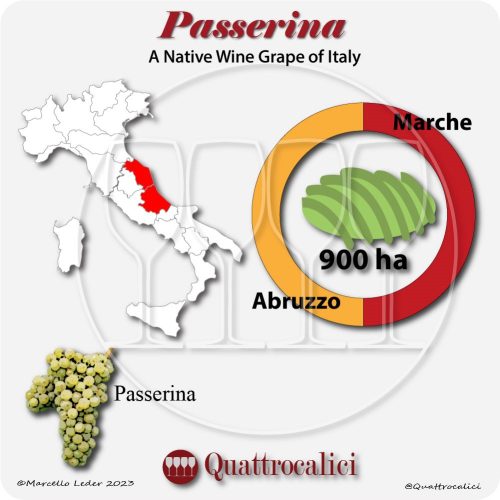 Passerina - Quattrocalici - Italian Wine Grapes