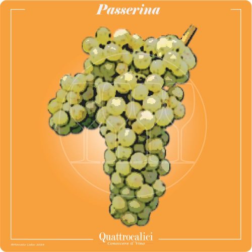 Passerina - Quattrocalici - Italian Wine Grapes