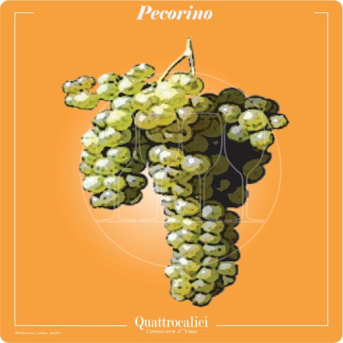 Pecorino - Quattrocalici - Italian Wine Grapes