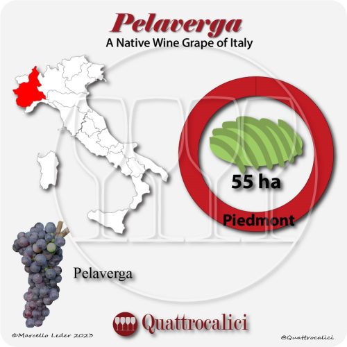 Pelaverga - Quattrocalici - Italian Wine Grapes
