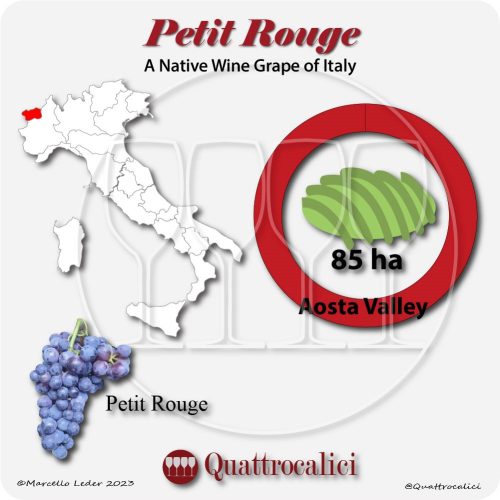 Petit Rouge - Quattrocalici - Italian Wine Grapes