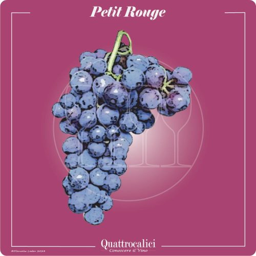Petit Rouge - Quattrocalici - Italian Wine Grapes