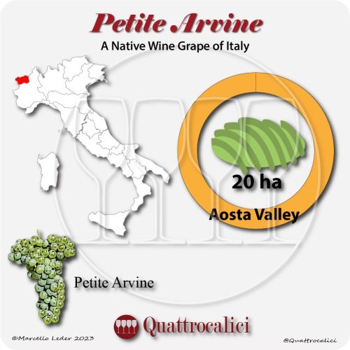 Petite Arvine - Quattrocalici - Italian Wine Grapes