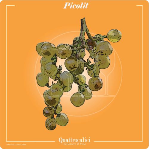 Picolit - Quattrocalici - Italian Wine Grapes
