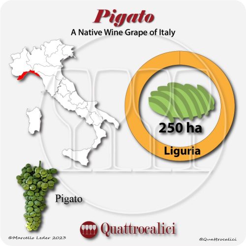 Pigato - Quattrocalici - Italian Wine Grapes