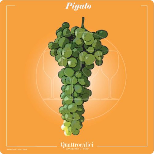 Pigato - Quattrocalici - Italian Wine Grapes