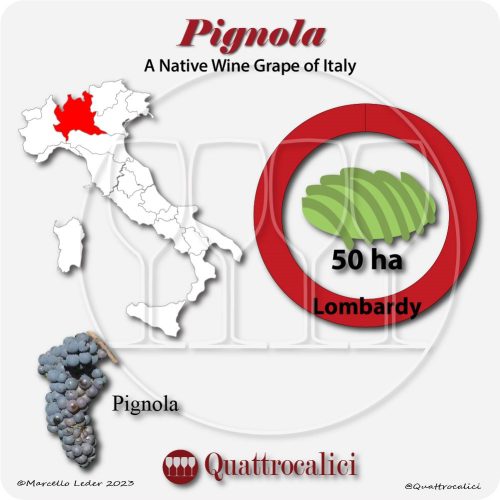 Pignola - Quattrocalici - Italian Wine Grapes