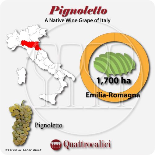 Pignoletto - Quattrocalici - Italian Wine Grapes