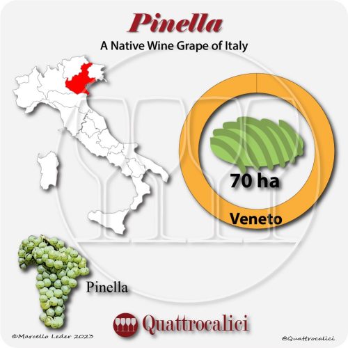 Pinella - Quattrocalici - Italian Wine Grapes