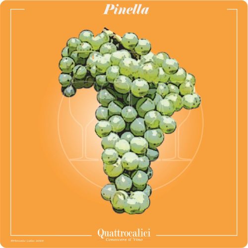 Pinella - Quattrocalici - Italian Wine Grapes