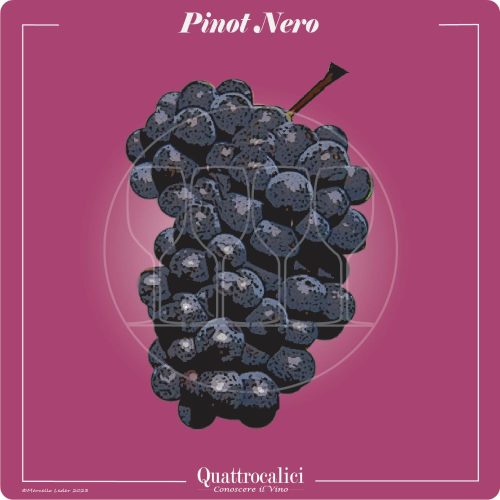 Pinot noir - Quattrocalici - Italian Wine Grapes