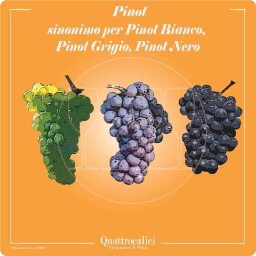 Pinot - Quattrocalici - Italian Wine Grapes