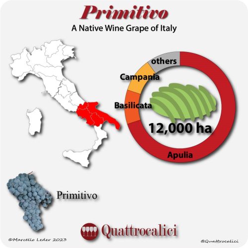 Primitivo - Quattrocalici - Italian Wine Grapes