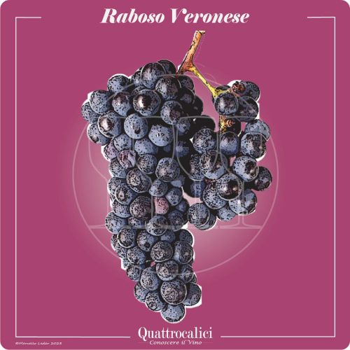 Raboso Veronese - Quattrocalici - Italian Wine Grapes