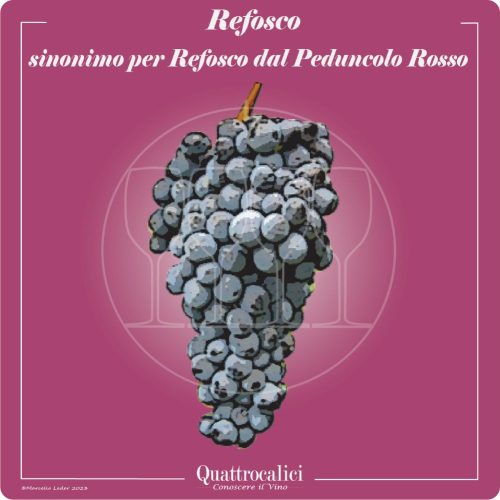 Refosco - Quattrocalici - Italian Wine Grapes