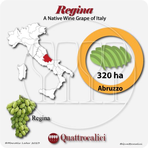 Regina - Quattrocalici - Italian Wine Grapes