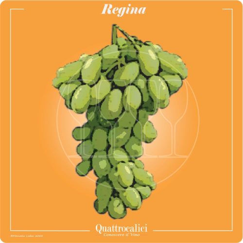 Regina - Quattrocalici - Italian Wine Grapes