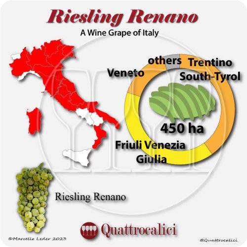 Riesling Renano - Quattrocalici - Italian Wine Grapes