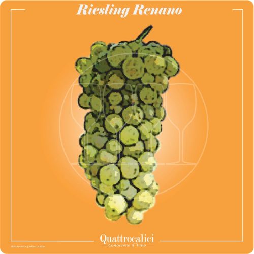 Riesling Renano - Quattrocalici - Italian Wine Grapes