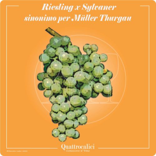 Riesling x Sylvaner - Quattrocalici - Italian Wine Grapes