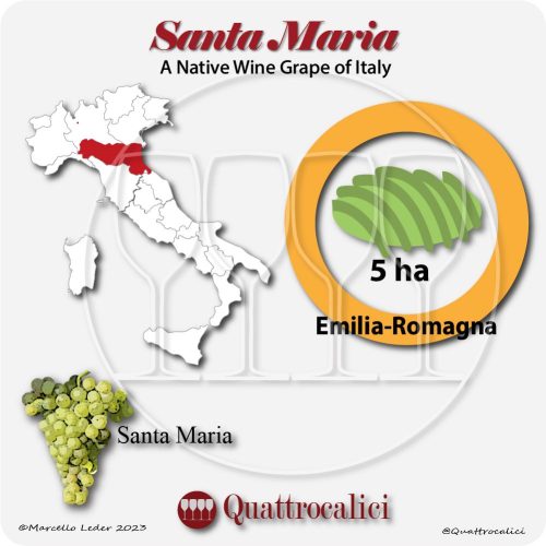Santa Maria - Quattrocalici - Italian Wine Grapes