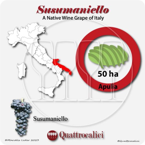 Susumaniello - Quattrocalici - Italian Wine Grapes