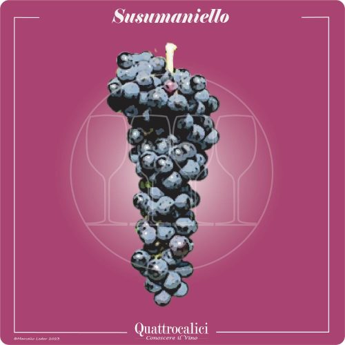 Susumaniello - Quattrocalici - Italian Wine Grapes