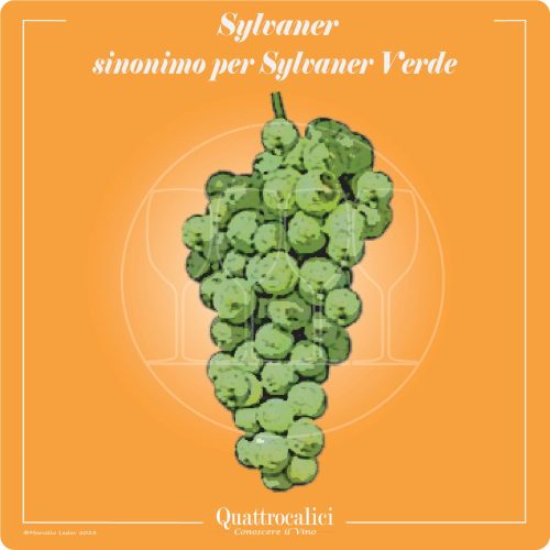 Sylvaner - Quattrocalici - Italian Wine Grapes