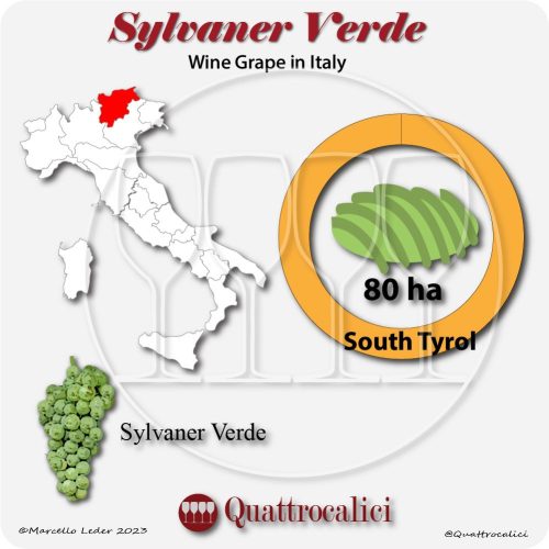 Sylvaner verde - Quattrocalici - Italian Wine Grapes