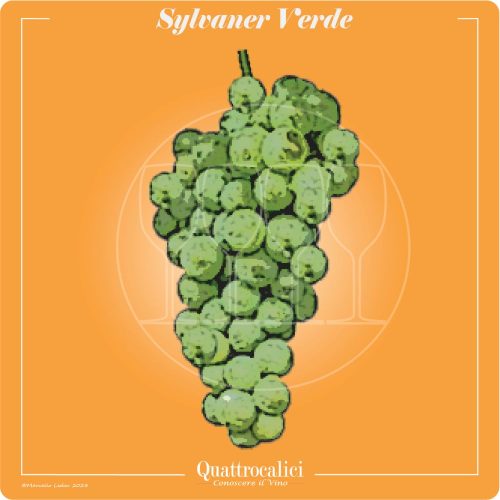 Sylvaner verde - Quattrocalici - Italian Wine Grapes
