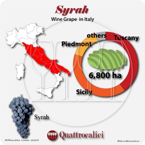 Syrah - Quattrocalici - Italian Wine Grapes