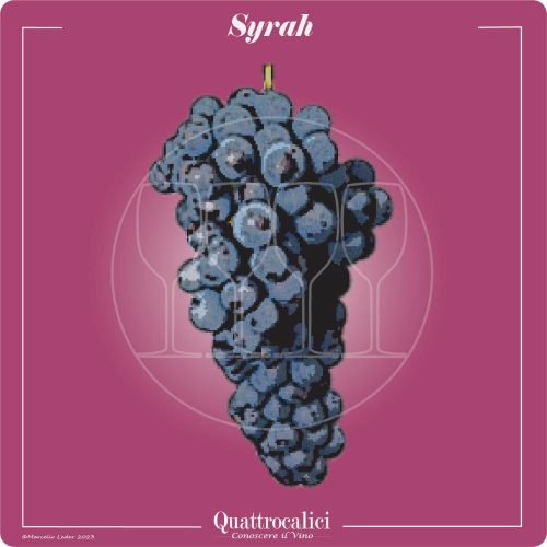 Syrah - Quattrocalici - Italian Wine Grapes