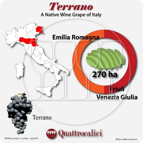 Terrano - Quattrocalici - Italian Wine Grapes