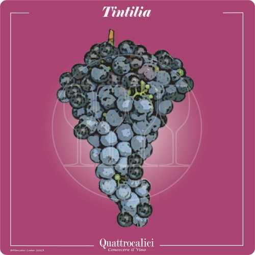 Tintilia - Quattrocalici - Italian Wine Grapes