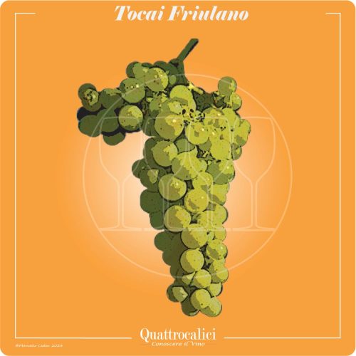 Tocai Friulano - Quattrocalici - Italian Wine Grapes