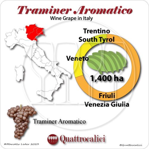 Traminer aromatico - Quattrocalici - Italian Wine Grapes