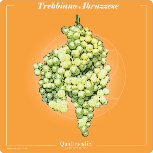 Trebbiano Abruzzese - Quattrocalici - Italian Wine Grapes