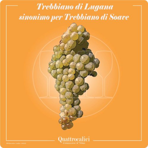 Trebbiano di Lugana - Quattrocalici - Italian Wine Grapes