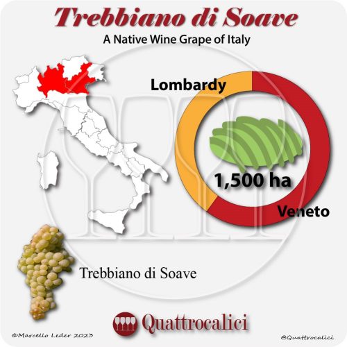 Trebbiano di Soave - Quattrocalici - Italian Wine Grapes
